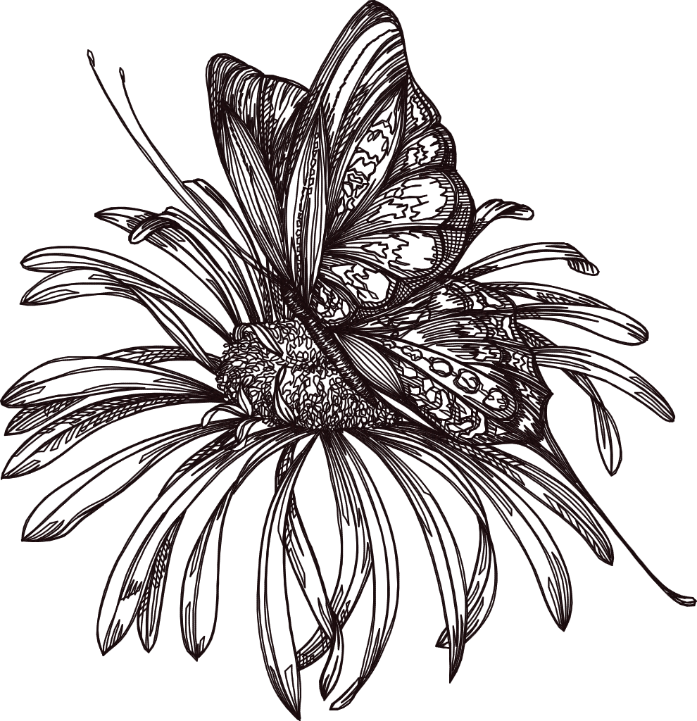 Sketched Butterfly