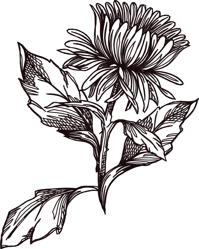 Sketched Flower